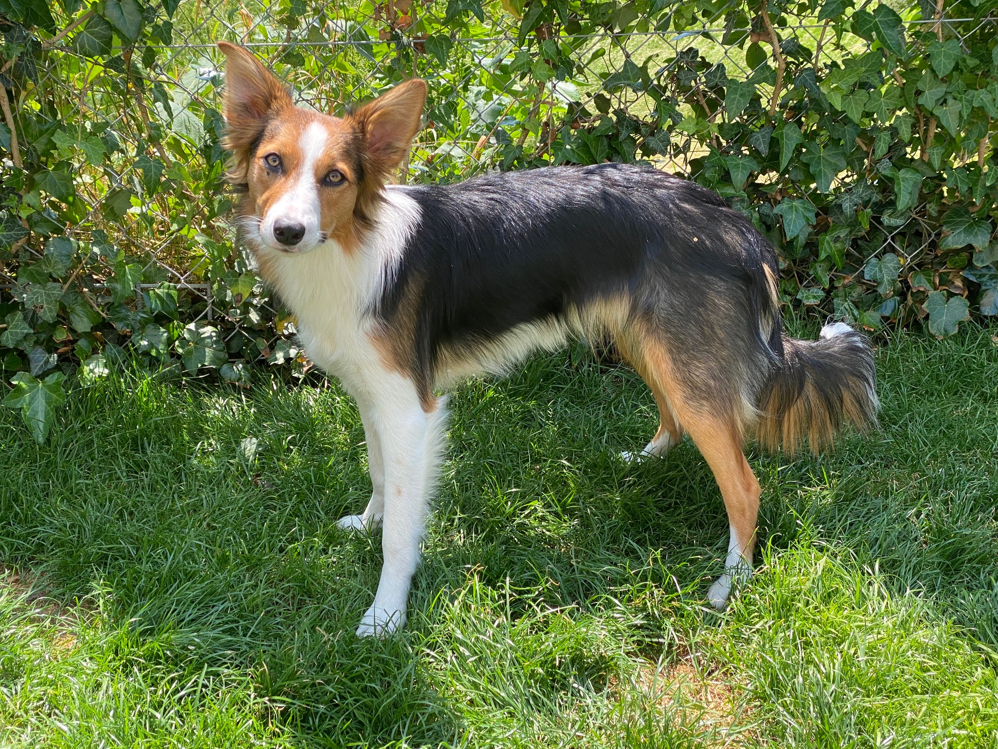 Stammbaum Izzie – Ajano’s News