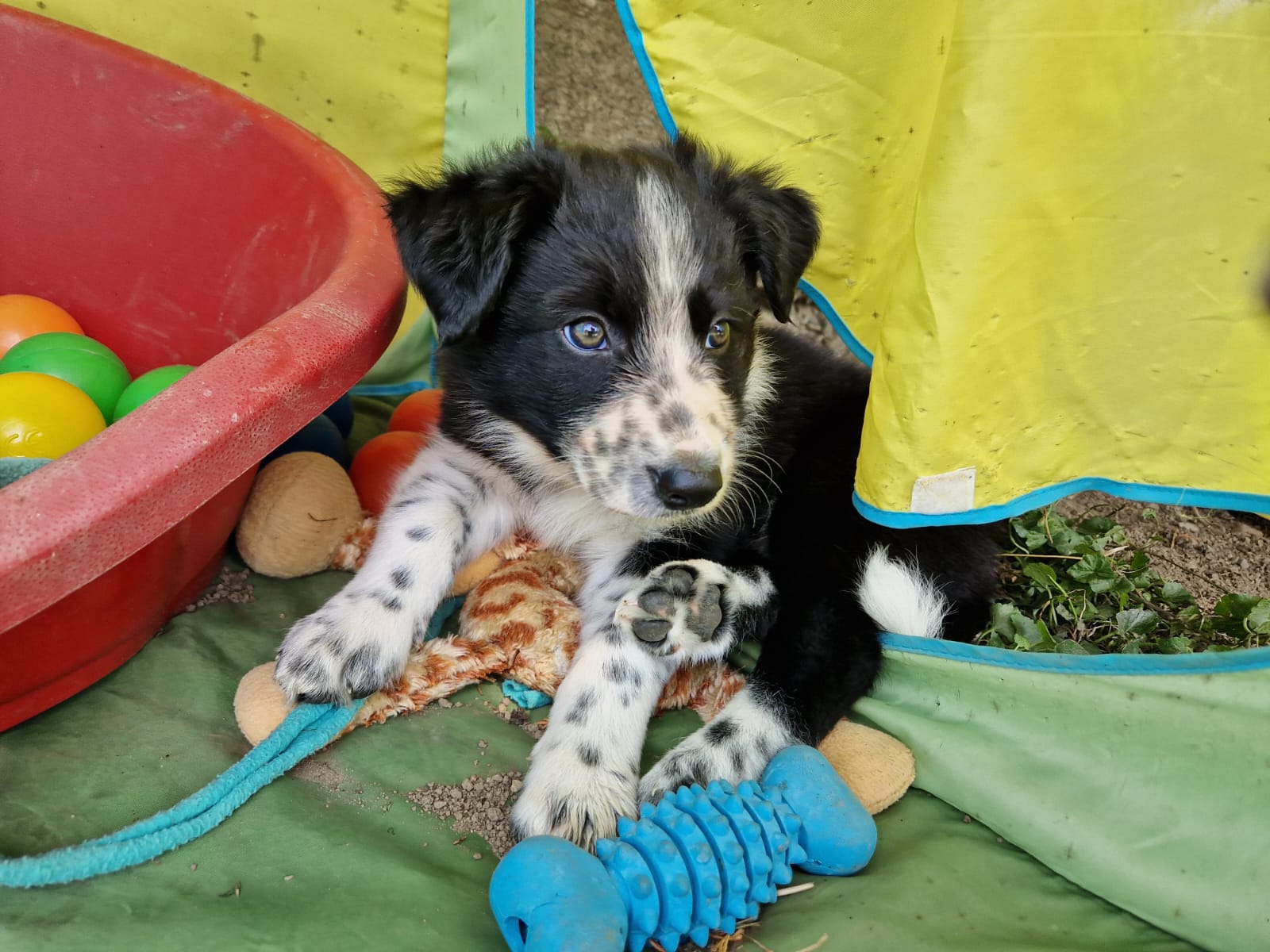 vom Dennigkofen Z-Wurf – Ajano’s News